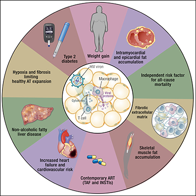 Adipose Tissue Dysfunction and Energy Balance Paradigms in HIV ...