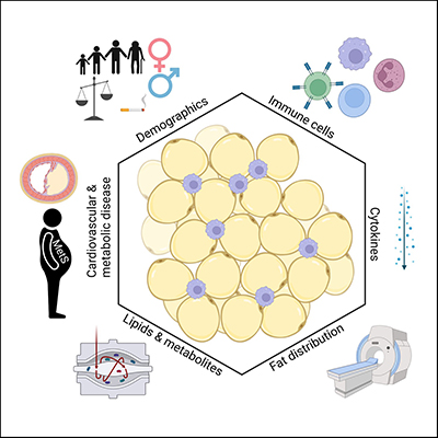 Adipose Tissue Inflammation and Vascular and Metabolic Complications of ...