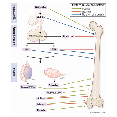 Bone and Upstream Reproductive Hormones | Endocrine Society