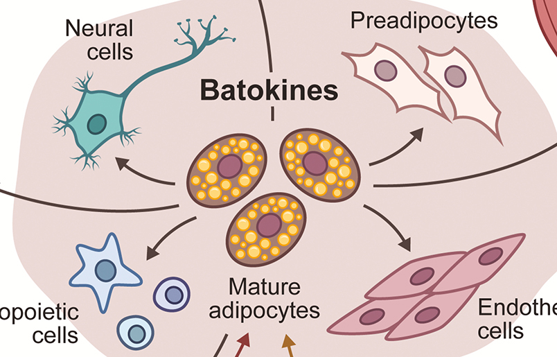 Brown Adipose Crosstalk in Tissue Plasticity and Human Metabolism ...