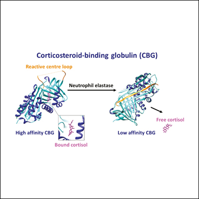 CBG Deficiency in Septic Shock | Endocrine Society