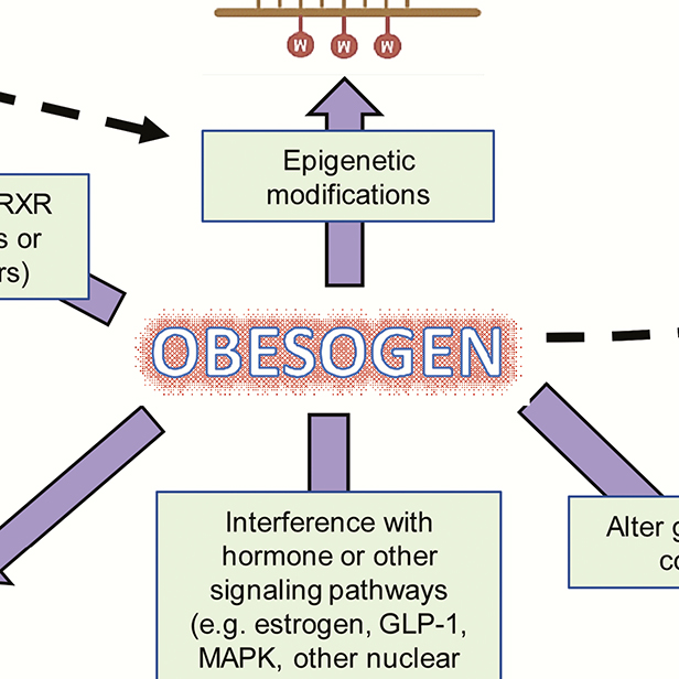 Environmental Obesogens and Their Impact on Susceptibility to Obesity ...