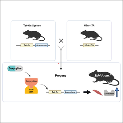 Estrogen Production in an HFD in Male Mice | Endocrine Society
