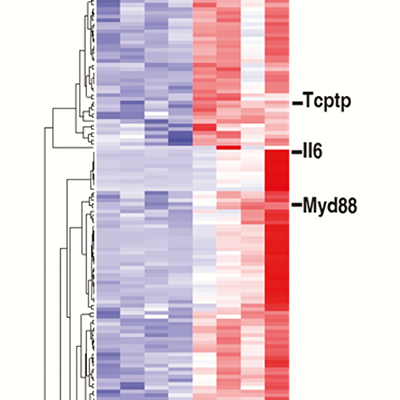 GIP and Hypothalamic Inflammation and Insulin Resistance | Endocrine ...