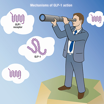 GLP-1 Action and Receptor Localization | Endocrine Society