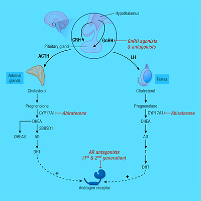 Hormonal Therapy for Prostate Cancer | Endocrine Society