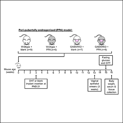 Investigating GABA Neuron-Specific Androgen Receptor Knockout in Two ...