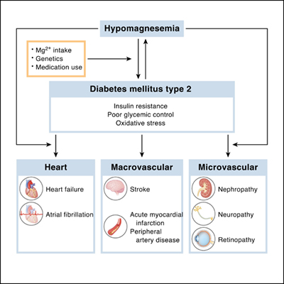 Magnesium and Type 2 Diabetes Complications | Endocrine Society