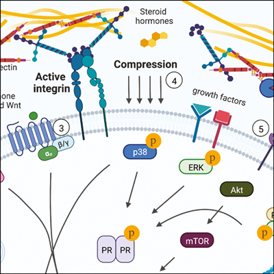 Mechanosensitive Hormone Signaling | Endocrine Society