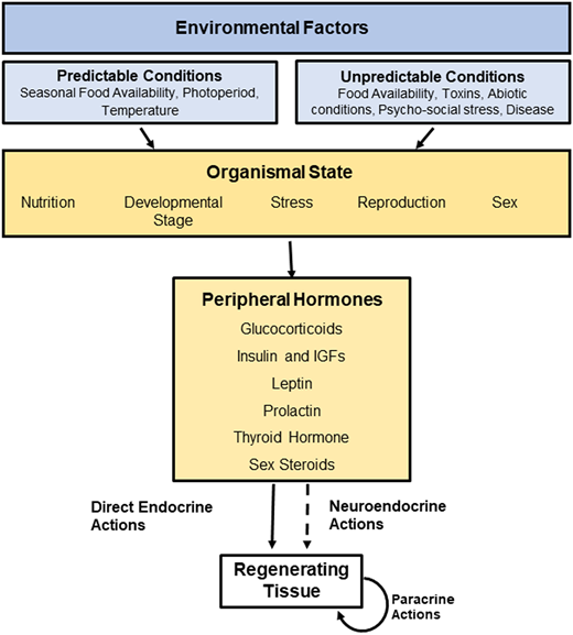 Endocrine Regulation of Epimorphic Regeneration | Endocrine Society