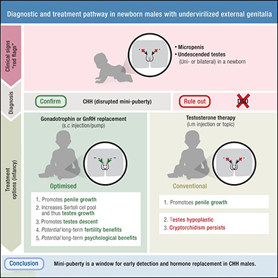 Mini-Puberty, Physiological and Disordered: Consequences, and Potential ...