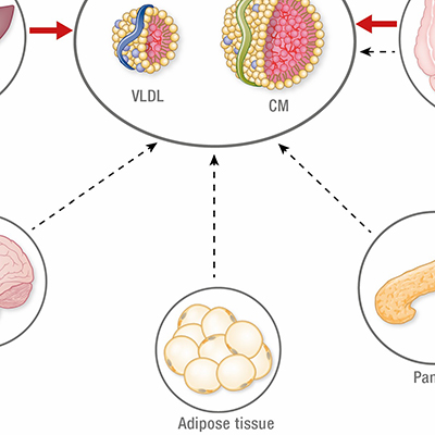 Multiorgan Coordination of Lipoprotein Secretion | Endocrine Society