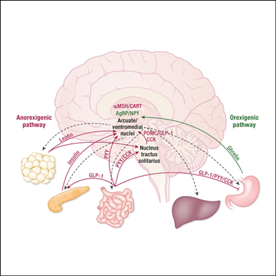 Neuroendocrine Circuitry in Hypothalamic Obesity | Endocrine Society