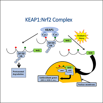 Nrf2 Gene Expression, β Cell Oxidative Stress | Endocrine Society