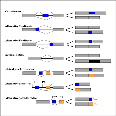 Regulation of Alternative Splicing by Steroid Hormones | Endocrine Society