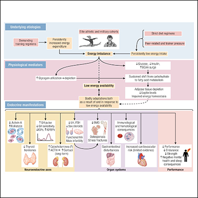 Relative Energy Deficiency in Sport | Endocrine Society