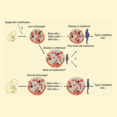 Revisiting Regulators of Human β-Cell Mass | Endocrine Society