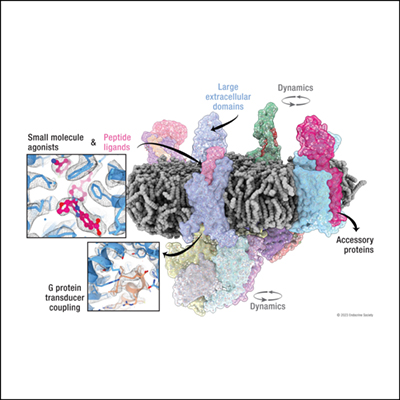 Structure and Function of Class B1 GPCRs | Endocrine Society