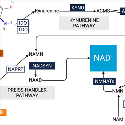 Targeting NAD+ Metabolism | Endocrine Society
